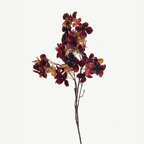 Himalayan Ash – Elemento