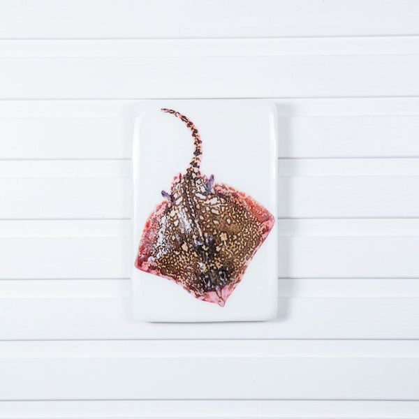 Portugese Ray – Elemento